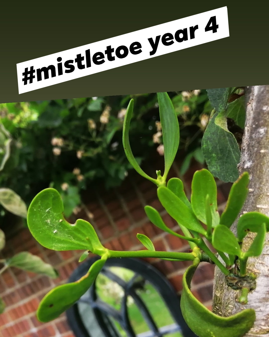 Blog - Gardening With Disabilities Trust