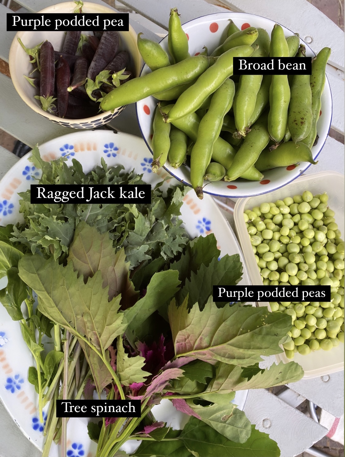 Blog - Gardening With Disabilities Trust