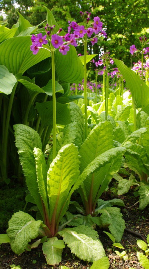 This Week's Guest Blogger is C J Ward a Retired Garden Designer and ...