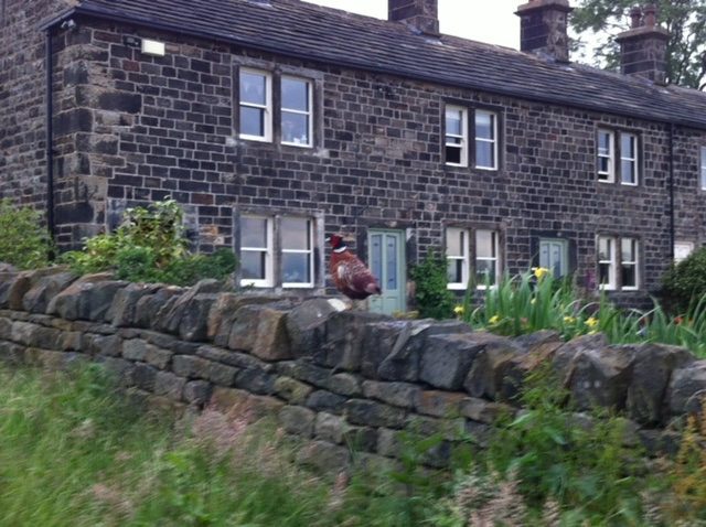 This Week's Guest Blogger is Jane Lord who writes about her Cottage ...