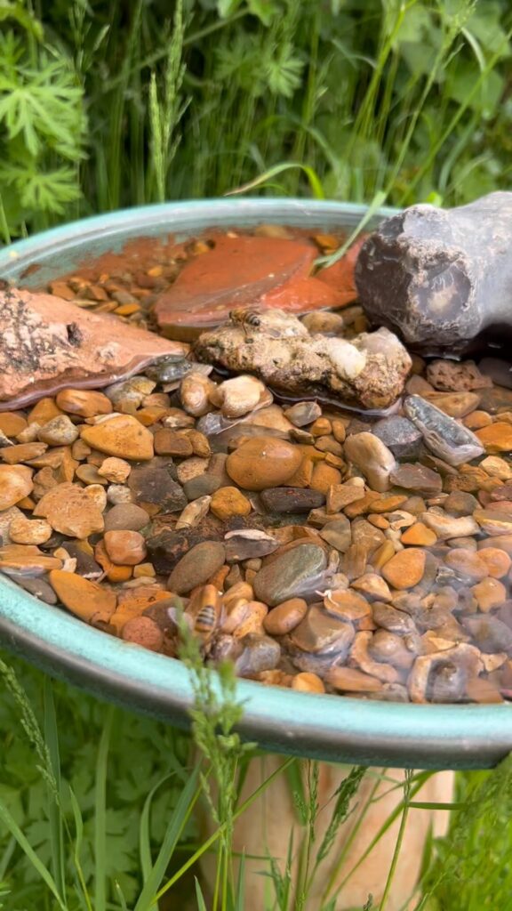 This Week's Guest Blogger is Stacy Cronly-Dillon a beekeeper who offers ...