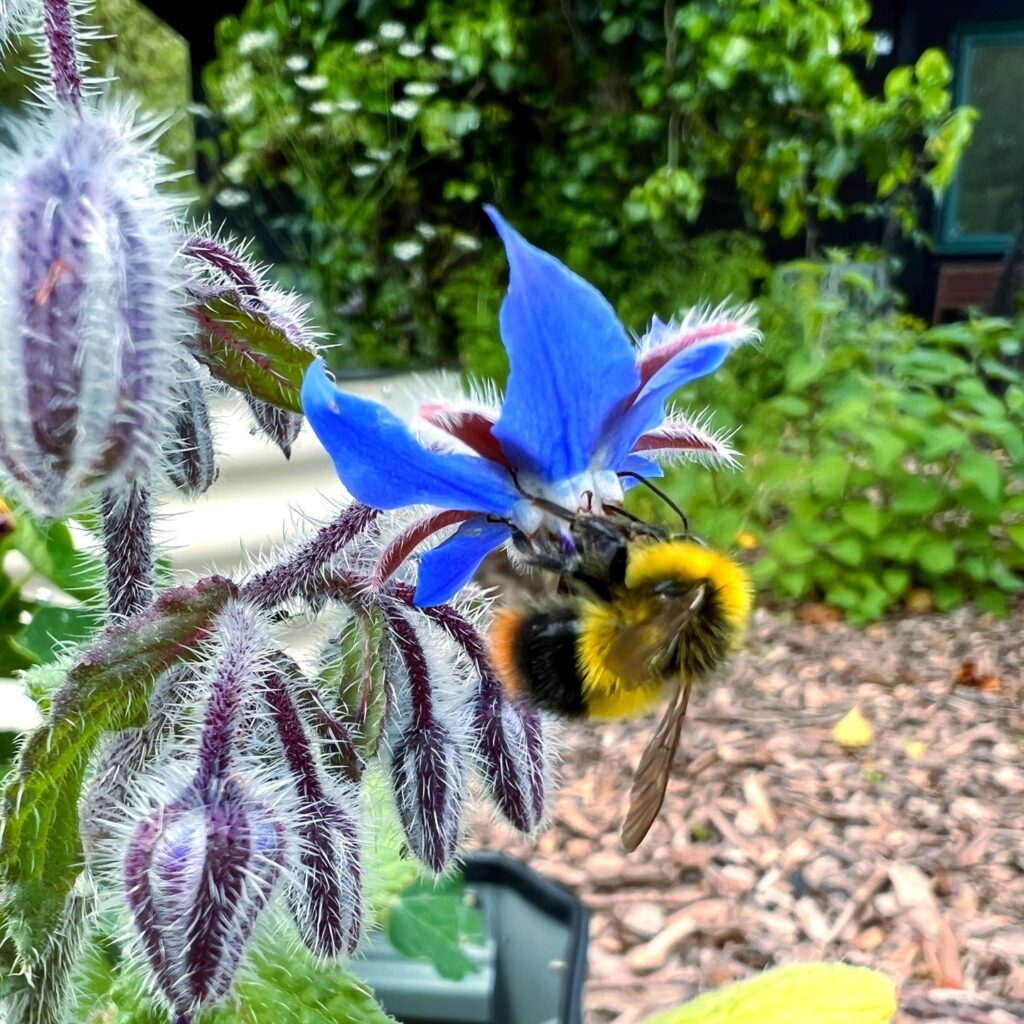 This Week's Guest Blogger is Stacy Cronly-Dillon a beekeeper who offers ...