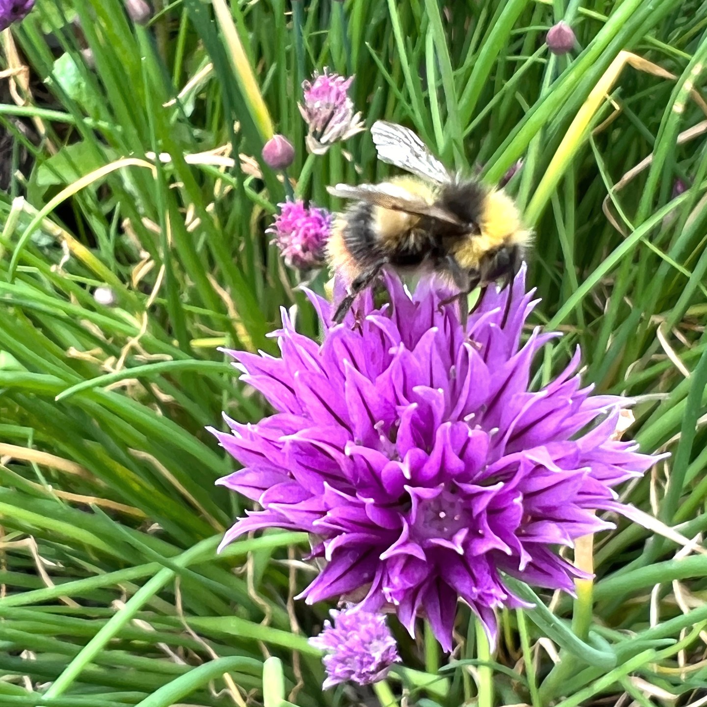 This Week's Guest Blogger is Stacy Cronly-Dillon a beekeeper who offers courses at Sunnyfields ...